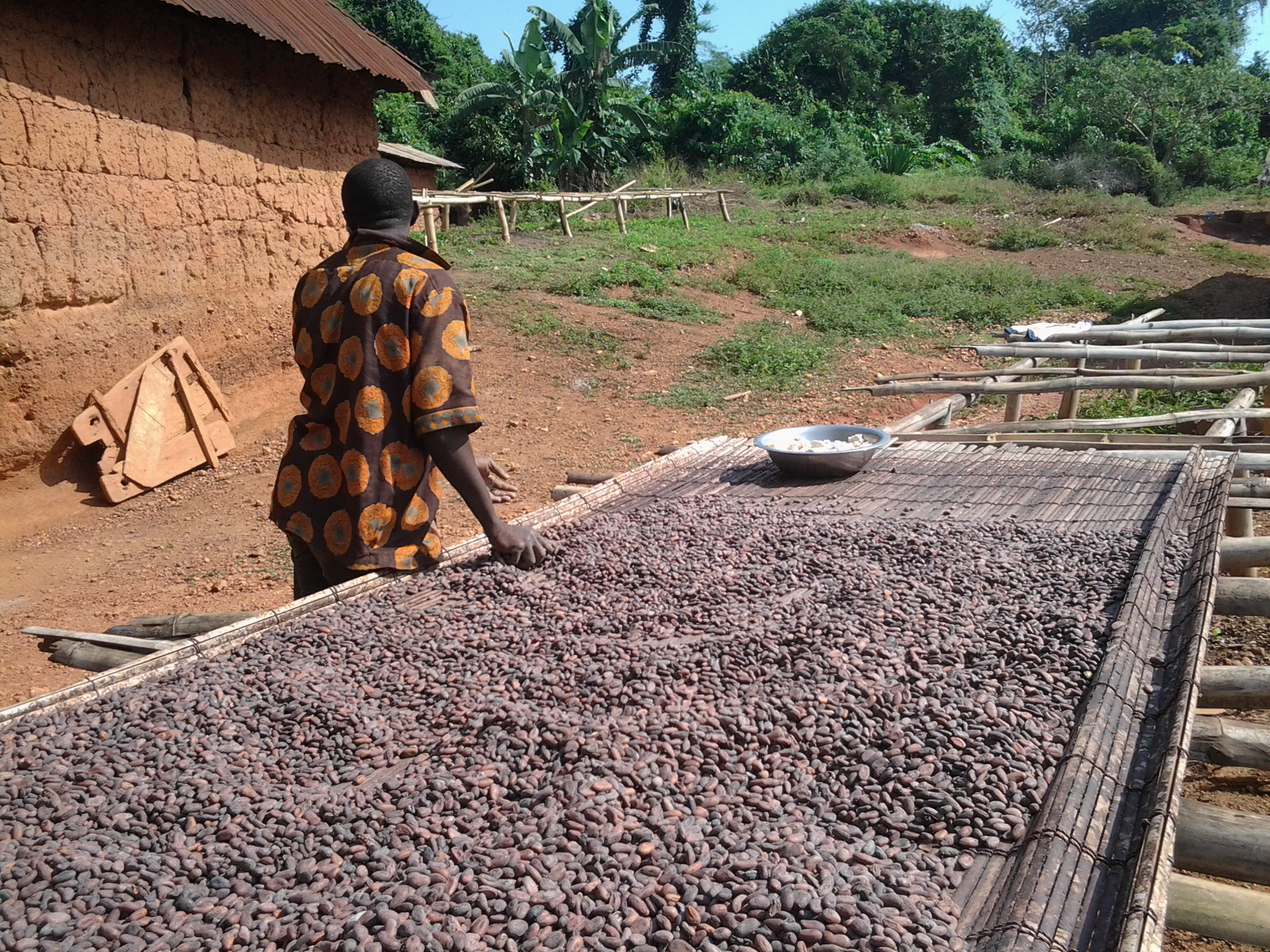 The Journey from Bean to Bar - Exploding Tree | Bean-to-Bar Chocolate ...