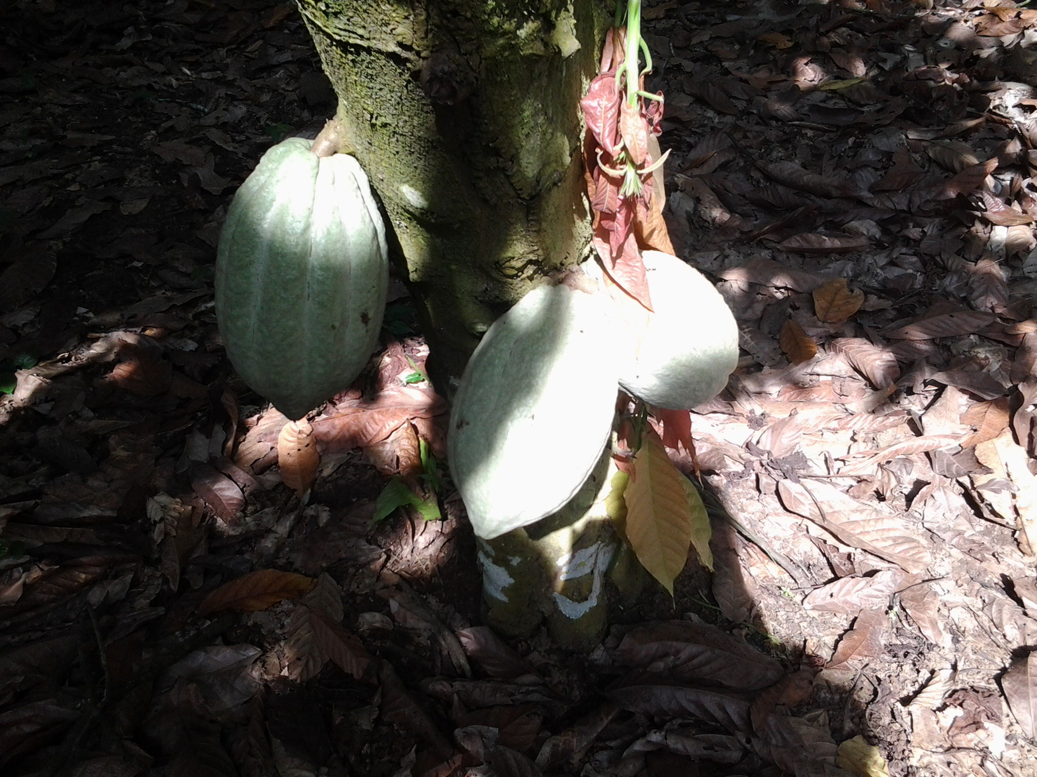 The Journey from Bean to Bar - Exploding Tree | Bean-to-Bar Chocolate ...